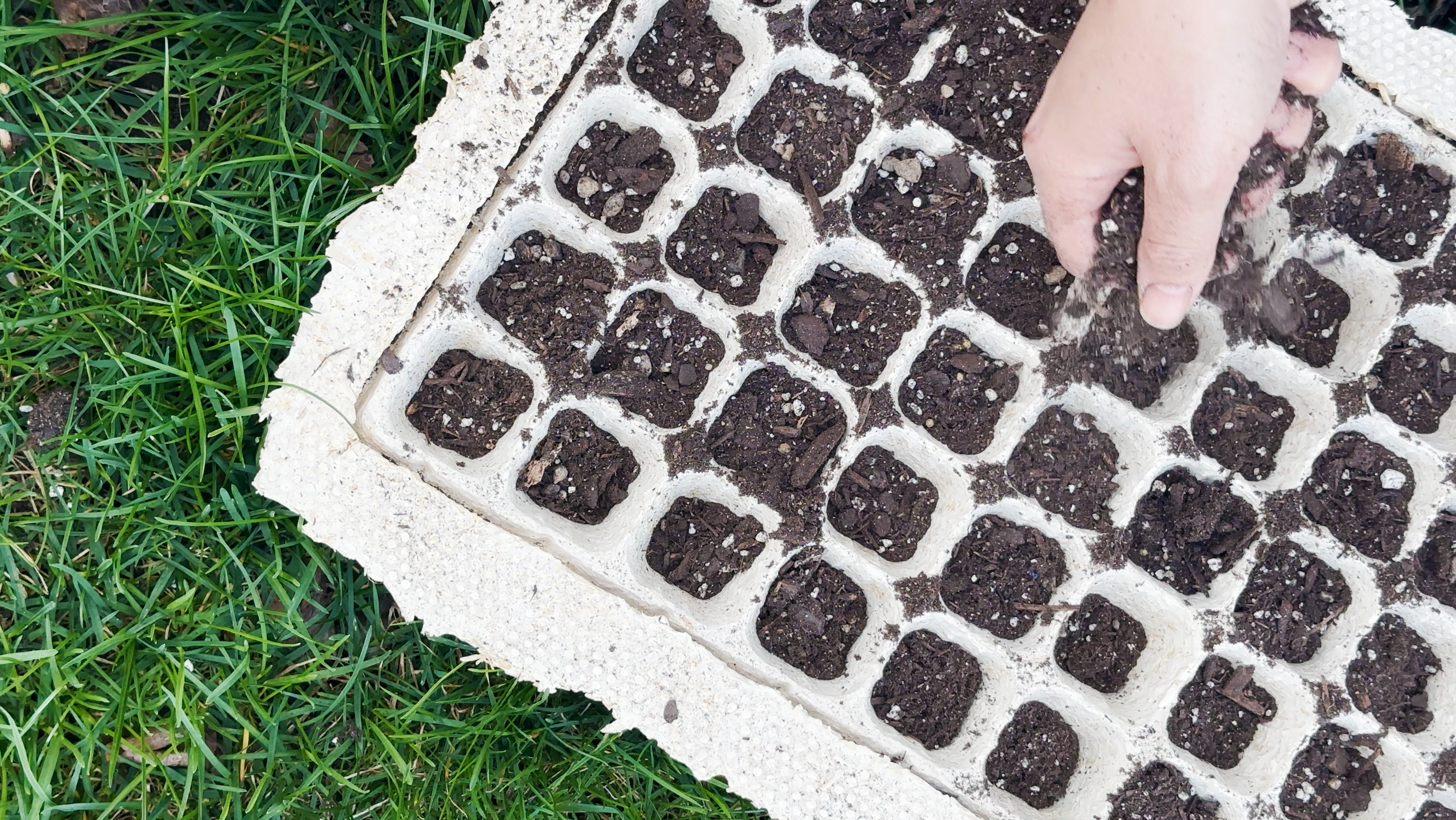 How to Make a Mycelium Seed Starter Tray – Grow.bio