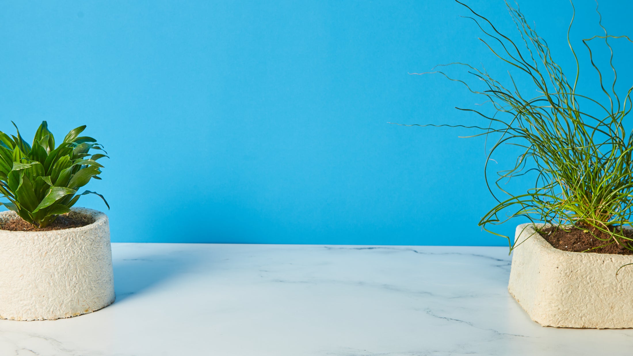 FAQs About Growing Mycelium Products Yourself – Grow.bio